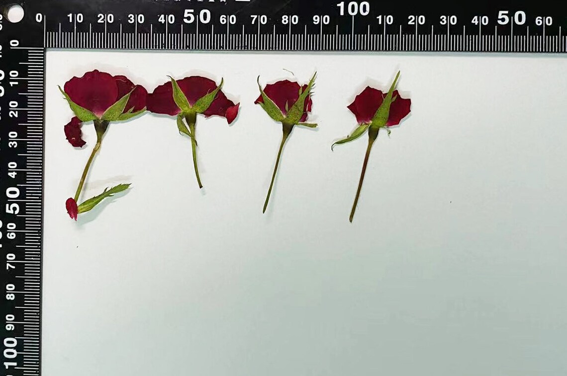 Pressed Flowersred Rose Pressed Flowers 12 Pcs/pack Dry - Etsy