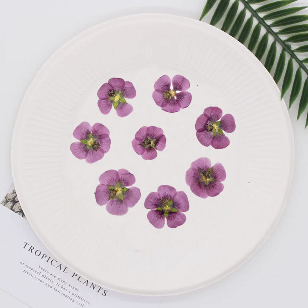 Pressed Flowers,6 Pcs/pack, Purple Hibiscus Real Pressed Dry Flowers ...