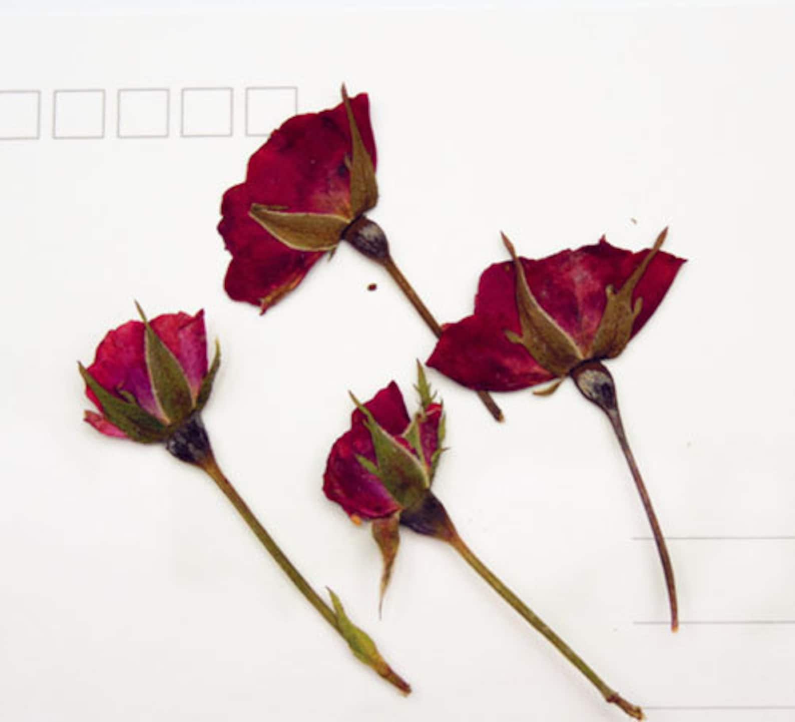 Pressed Flower,6 Pcs/pack,rose Blossom Bud Real Pressed Dried Flowers ...