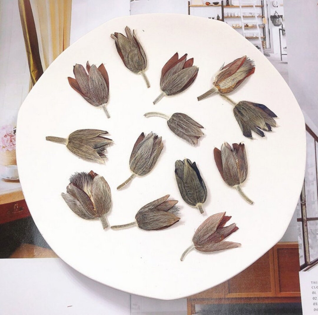 Pressed Flower Buds: Natural Dried Flowers, 12 Pcs - Etsy