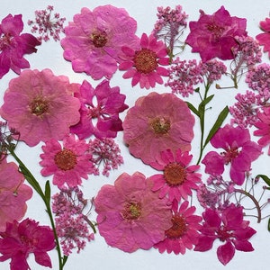 Pressed Flowers, Rose Red Pressed Flowers,20-100 PCS Pink Mixed Pack ...