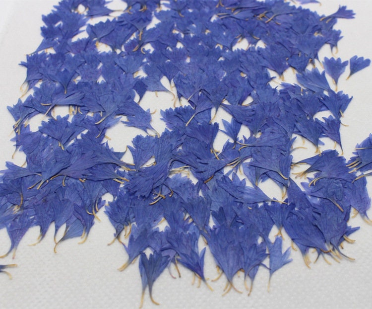 Pressed Flowers12 Pcs/packblue Cornflower Real Pressed Dry - Etsy
