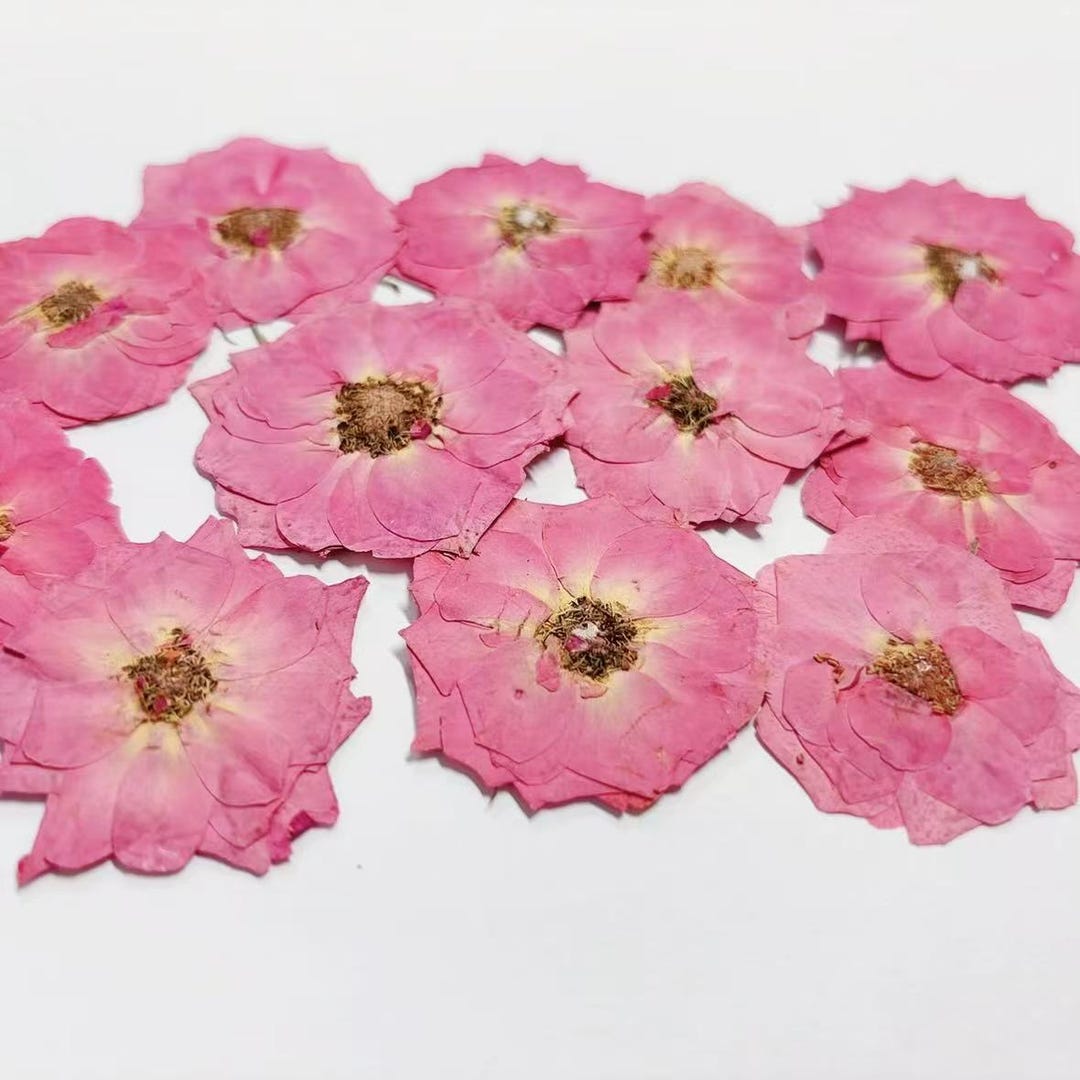 6 Pink Pressed Rose Flowers: Real Dried Floral Petals - Etsy