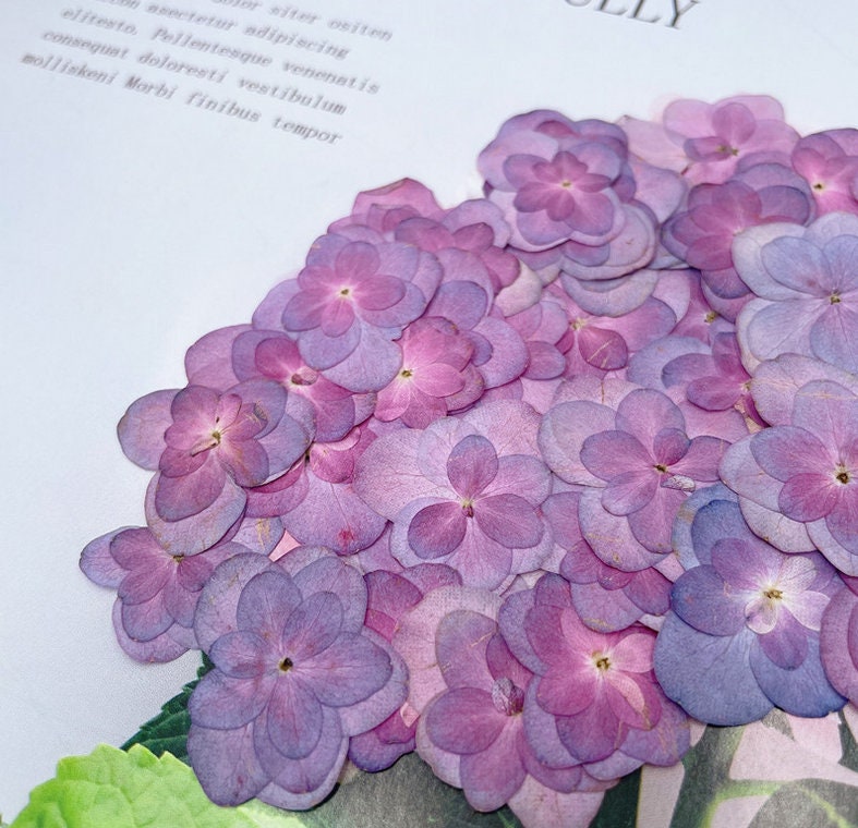Pressed Flowerspink Purple Dried Pressed Hydrangea Flowers 6 - Etsy