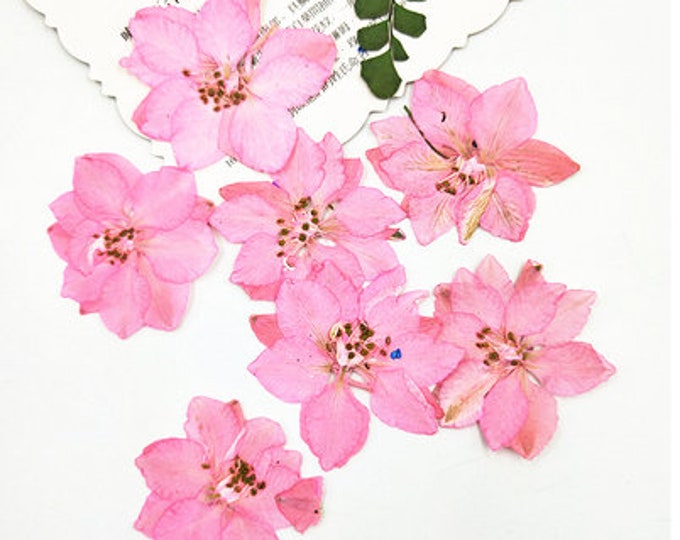 Pressed Flowers6 Pcs/pack Pink Plum Blossom Real Pressed Dry - Etsy