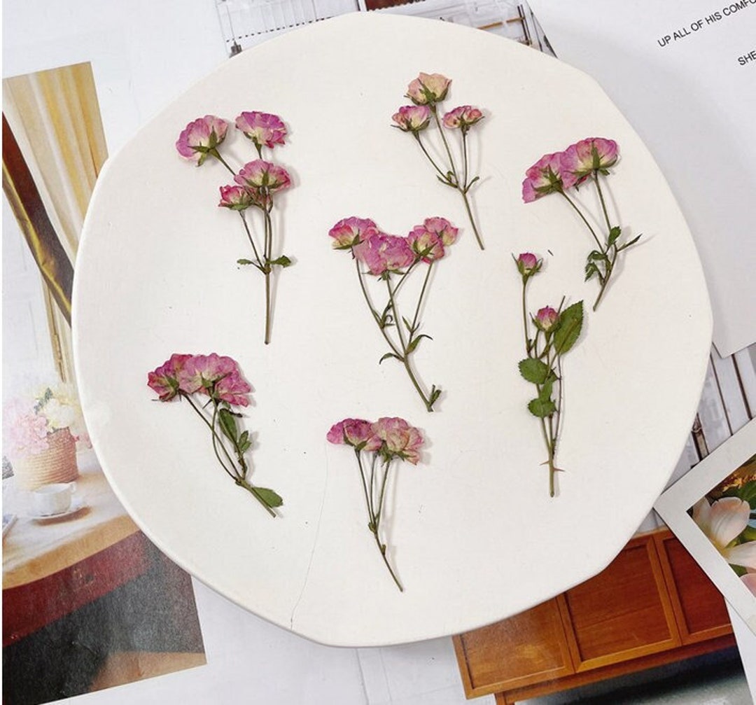 Pressed Flowers,12 PCS Pink Small Pressed Dried Roses, Dried Rose ...