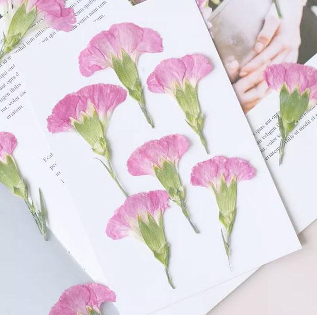 Pink Carnation Pressed Flowers,6 Pcs/pack,pressed Flowers,pink Dried ...