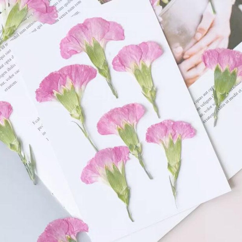 Pink Carnation Pressed - Etsy UK