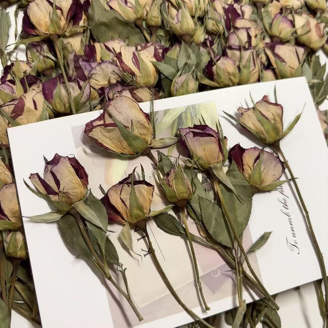 Pressed Flowers,6 Pcs/pack,deep Purple Rose Bud Flower Stem and Leaf ...