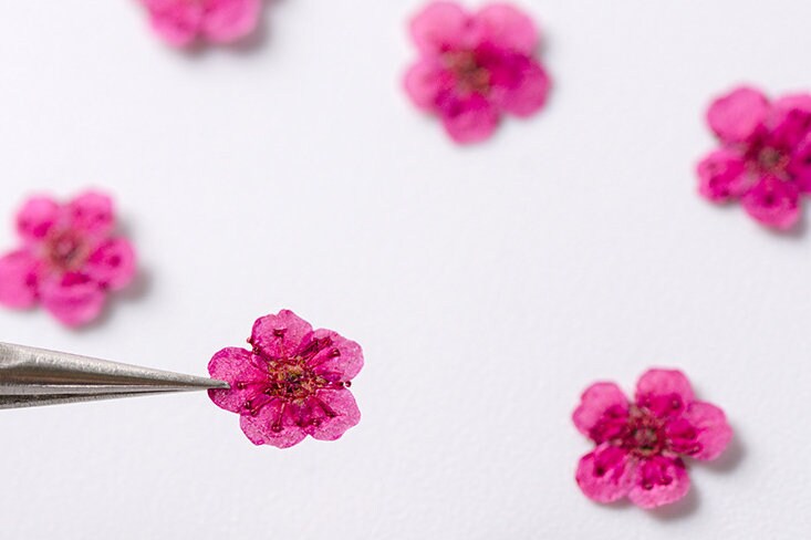 Pressed Flowers,red Pressed Flowers 20 Pcs/pack,small Red Dry Flowers ...