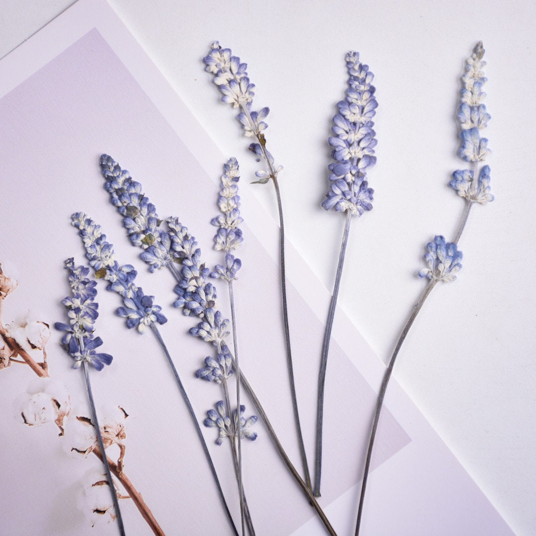 Pressed Lavender Flower Stems: Blue & White Dried Flowers (10 Pcs) - Etsy