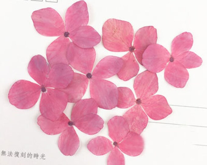 Pressed Flowers6 Pcs/pack Pink Plum Blossom Real Pressed Dry - Etsy