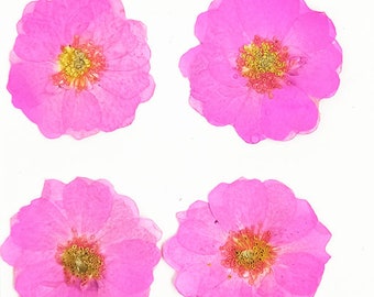 12 Pcs/pack Pressed Flowers Big Pink Hydrangea Real Pressed | Etsy