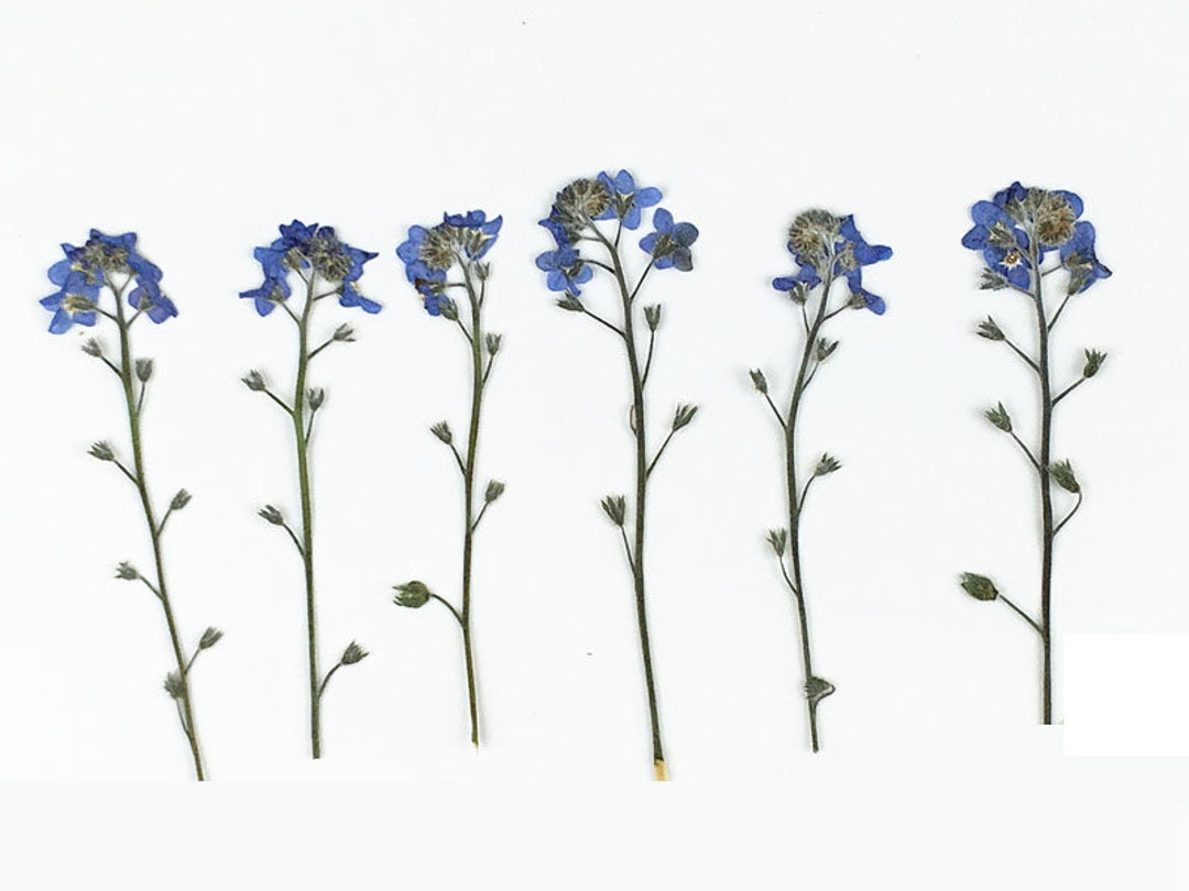Pressed Flowers Forget Me Nots Real Dried Pressed Forget Me Nots Flat ...