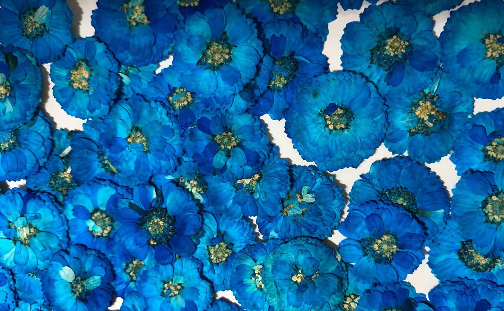 Pressed Flowersdark Blue Pressed Flowers12 Pcs/packsmall - Etsy