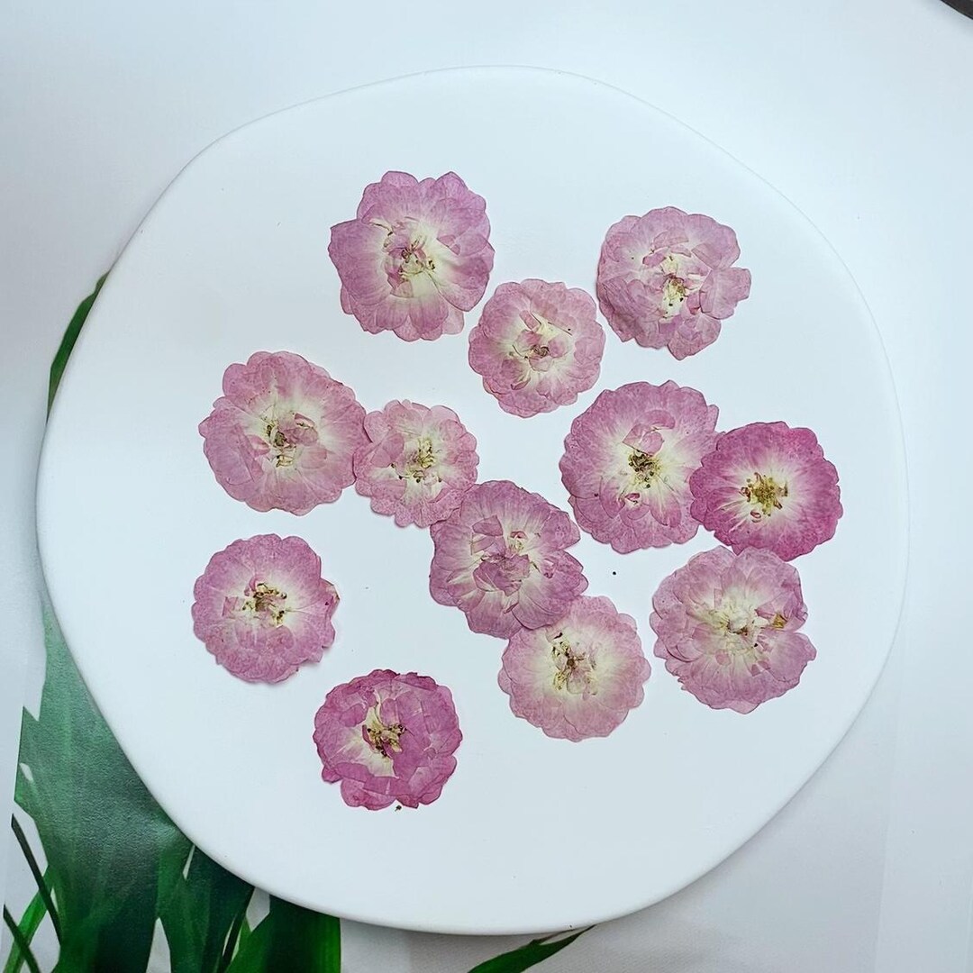 Pressed Flowers,10 Pcs/pack,light Pink Rose,real Pressed Dry Flowers ...