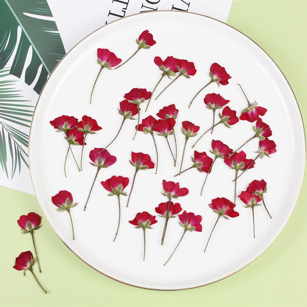 Pressed Flowers,red Rose Pressed Flowers 6 Pcs/pack, Dry Flowers,red ...