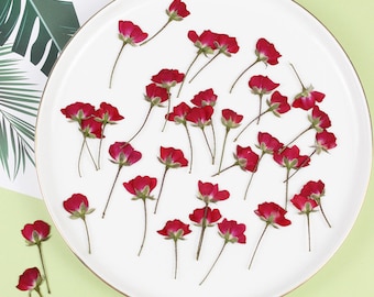 Real Dried Pressed Flowers Red Mini Rose 16 Pieces - Etsy