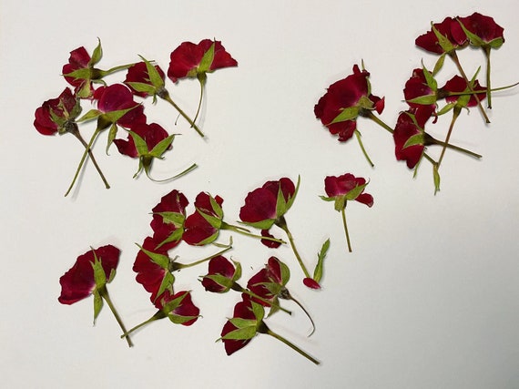 Pressed Flowersred Rose Pressed Flowers 12 Pcs/pack Dry | Etsy