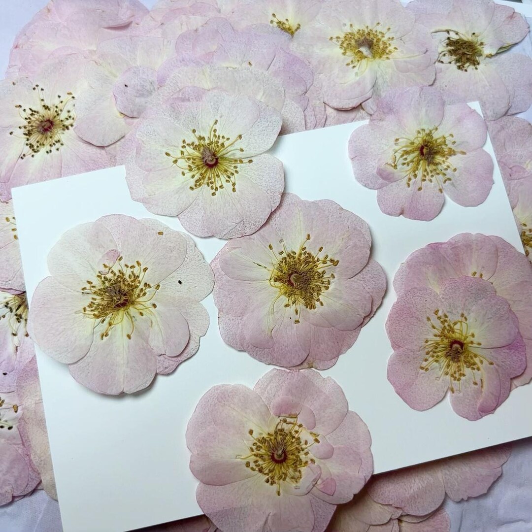 Pressed Flowers,light Pink Pressed Flowers,6 Pcs/pack,pink Rose Dried ...