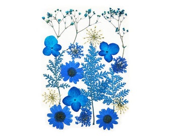 Pressed Flowerblue White Dried Flowerset of 10 Pcspressed - Etsy