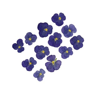 Pressed Flowers12 Pcs/pack,pressed Flowers,purple Beige Violets,dry ...