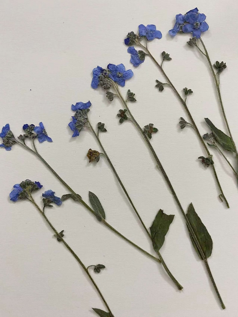 Pressed Flowers Forget Me Nots Real Dried Pressed Forget Me - Etsy