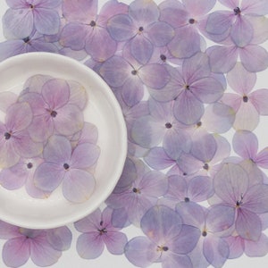Pressed Flowers,light Purple Big Hydrangea,12pcs/pack,real Pressed Dry ...