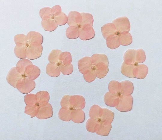 12 Pcs/pack Pressed Flowers Big Pink Hydrangea Real Pressed - Etsy