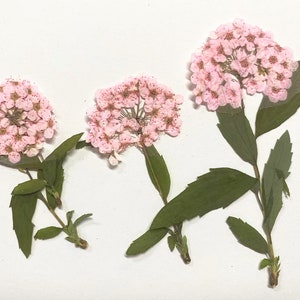 Pressed Flowers,pink Pressed Flowers,6 Pcs/pack,pressed Pink Flowers ...