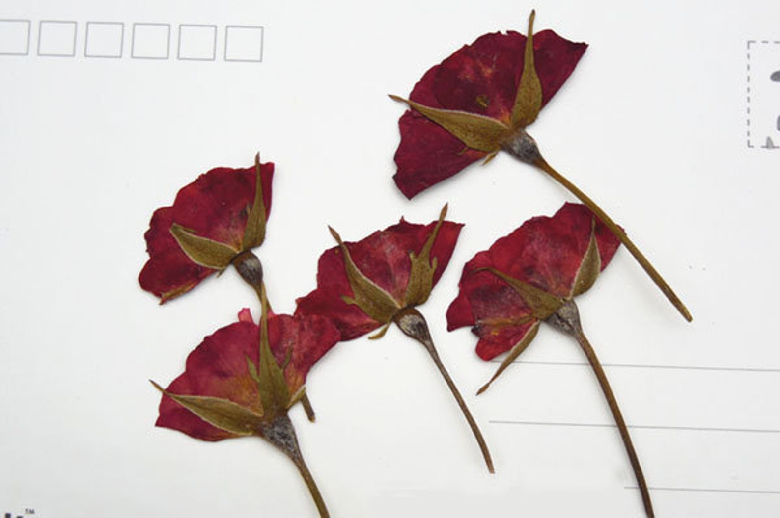 Pressed Flower,6 Pcs/pack,rose Blossom Bud Real Pressed Dried Flowers ...