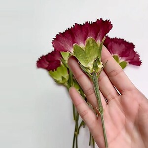 Wine Red Carnation Pressed Flowers Stems,6 Pcs/pack,pressed Dried ...