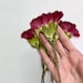 Wine Red Carnation Pressed Flowers Stems,6 Pcs/pack,pressed Dried ...