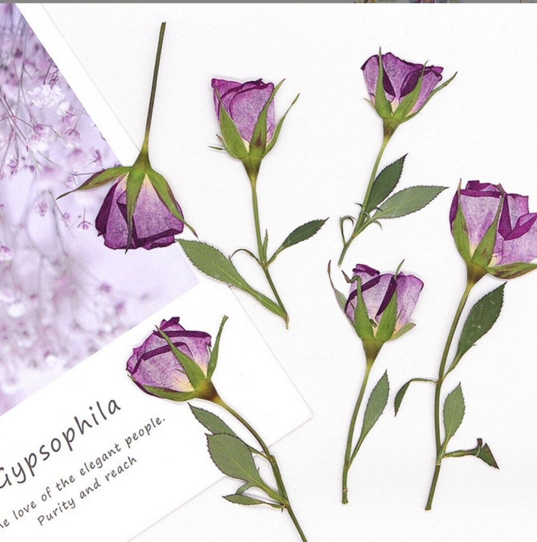 Pressed Flowers,6 Pcs/pack,purple Rose Bud Flower Stem and Leaf Real ...