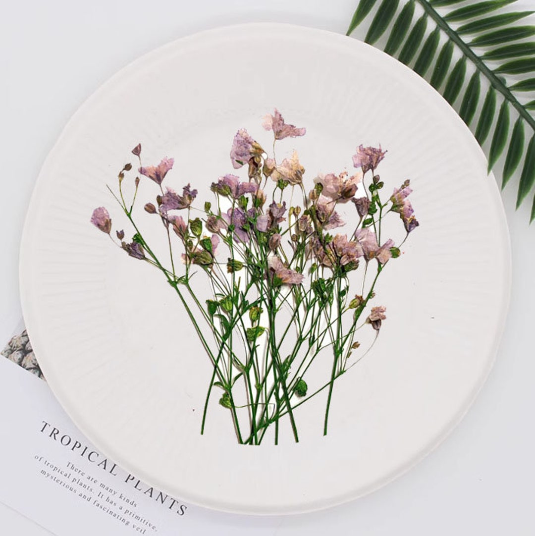 Pressed Flowers,pressed Dried Flower 8 Pcs/pack ,purple Dried ...