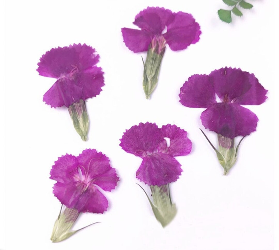 Pressed Flowers,10 Pcs/pack,purple Carnations Pressed Dry Flowers ...