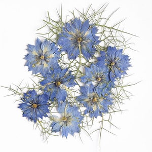 Pressed Flowers, White Blue Pressed Flowers 6 Pcs Blue Nigellas ...