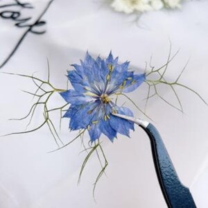 Pressed Flowers, White Blue Pressed Flowers 6 Pcs Blue Nigellas ...