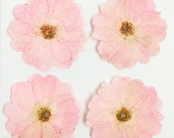 12 Pcs/pack Pressed Flowers Big Pink Hydrangea Real Pressed | Etsy