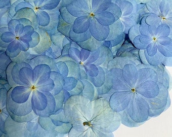 Pressed Flowers, Light Blue Hydrangea 20pcs Floral Art, Resin Craft ...