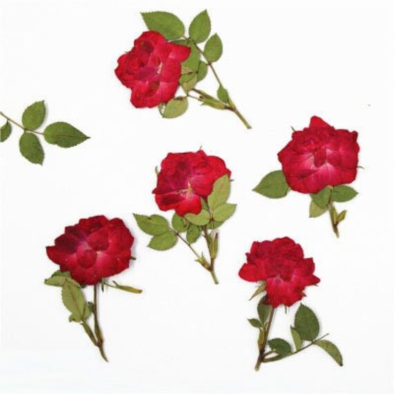 Pressed Flowersred Rose Pressed Flowers 6 Pcs/pack Dry - Etsy