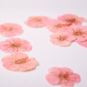 Pressed Flowers,6 Pcs/pack, Pink Plum Blossom Real Pressed Dry Flowers ...