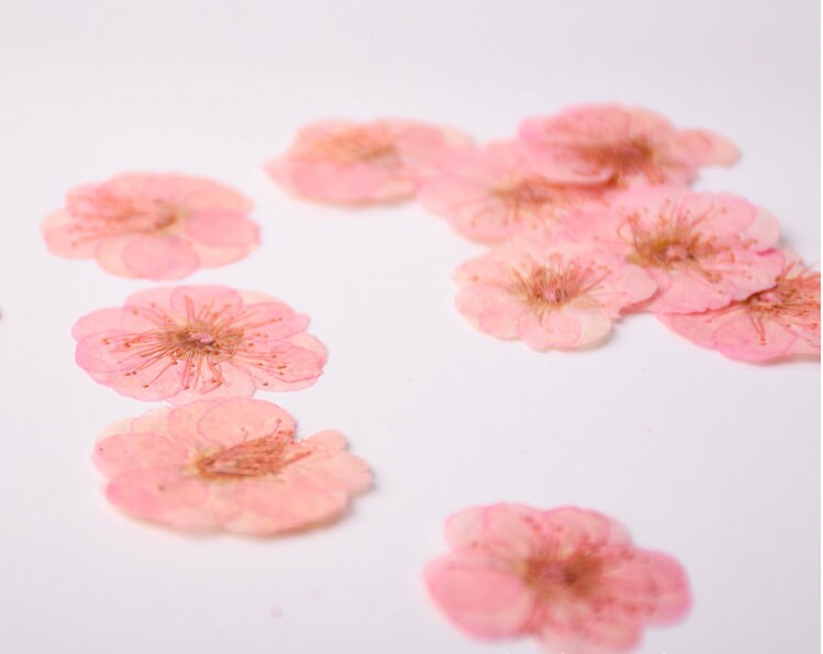 Pressed Flowers6 Pcs/pack Pink Plum Blossom Real Pressed Dry - Etsy