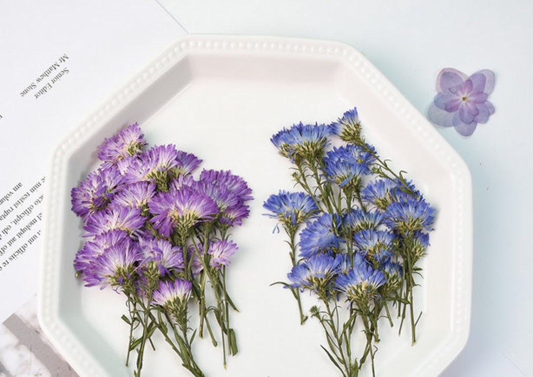 Pressed Flowers,purple Dried Pressed New York Aster,flowers 6 Pcs/pack ...