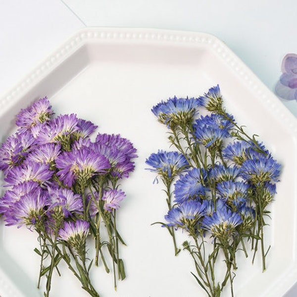 Purple Dried Flower - Etsy