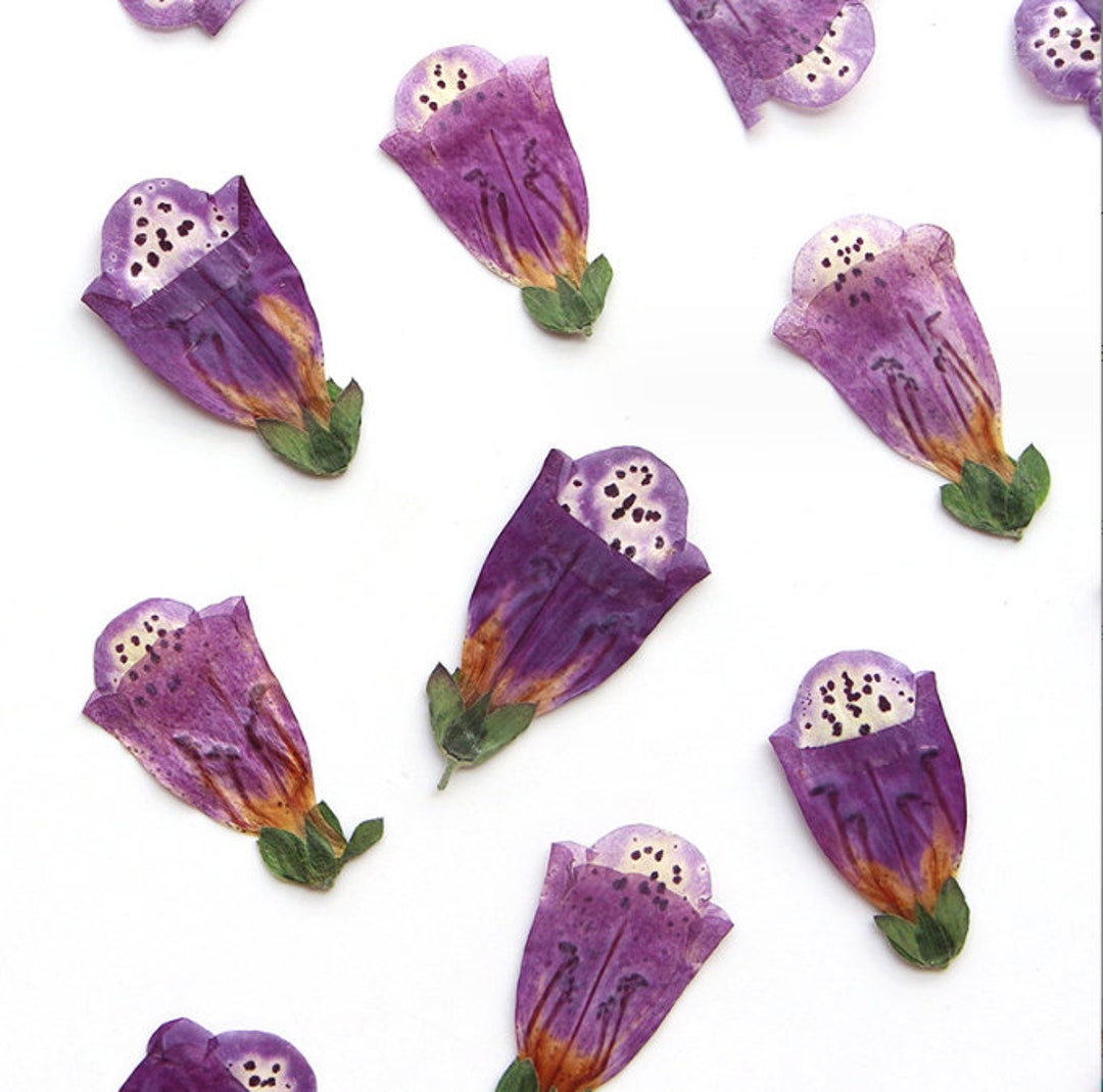 Pressed Flowers, Purple Pressed Flowers,6 Pcs/pack, Purple Pressed ...