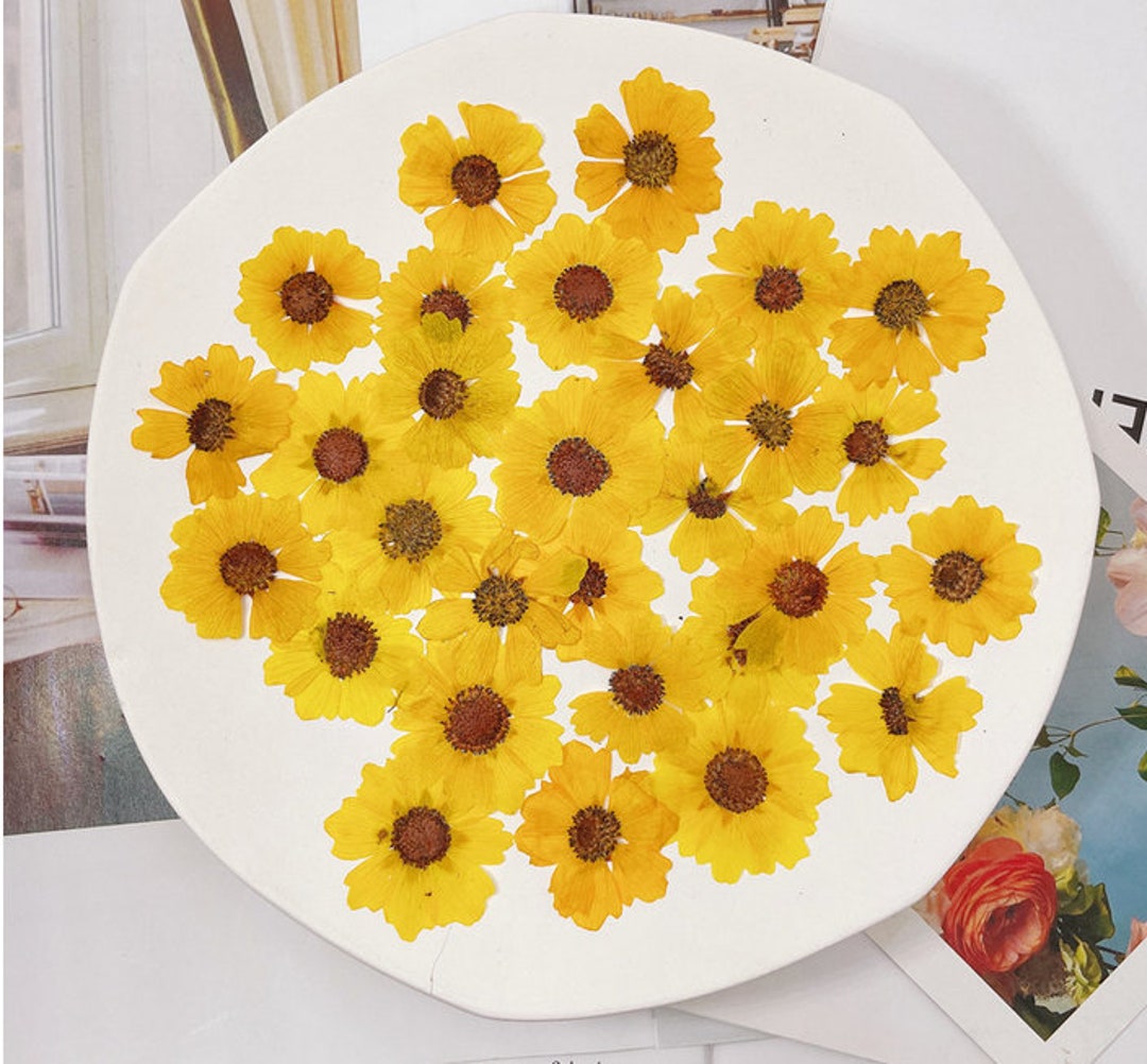 Pressed Flower,pressed Yellow Flowers,12 Pcs/pack Preserved Dry Yellow ...
