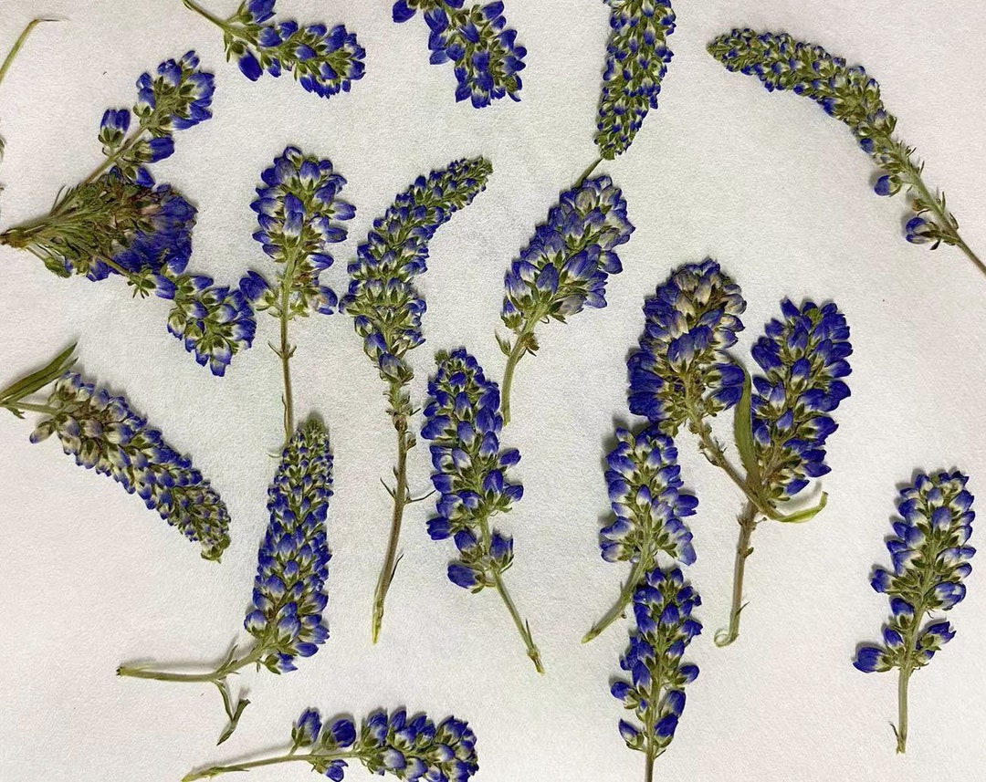 Pressed Flowers,mini Sage Dried Pressed ,royal Blue Sage Preserved ...