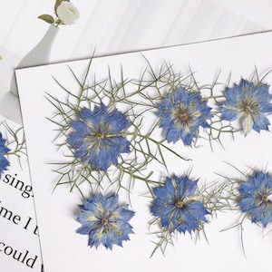 Pressed Flowers, White Blue Pressed Flowers 6 Pcs Blue Nigellas ...