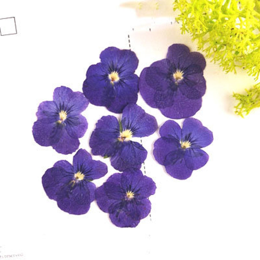 Pressed Flowers12 Pcs/pack,pressed Flowers,purple Real Pressed.pansy ...